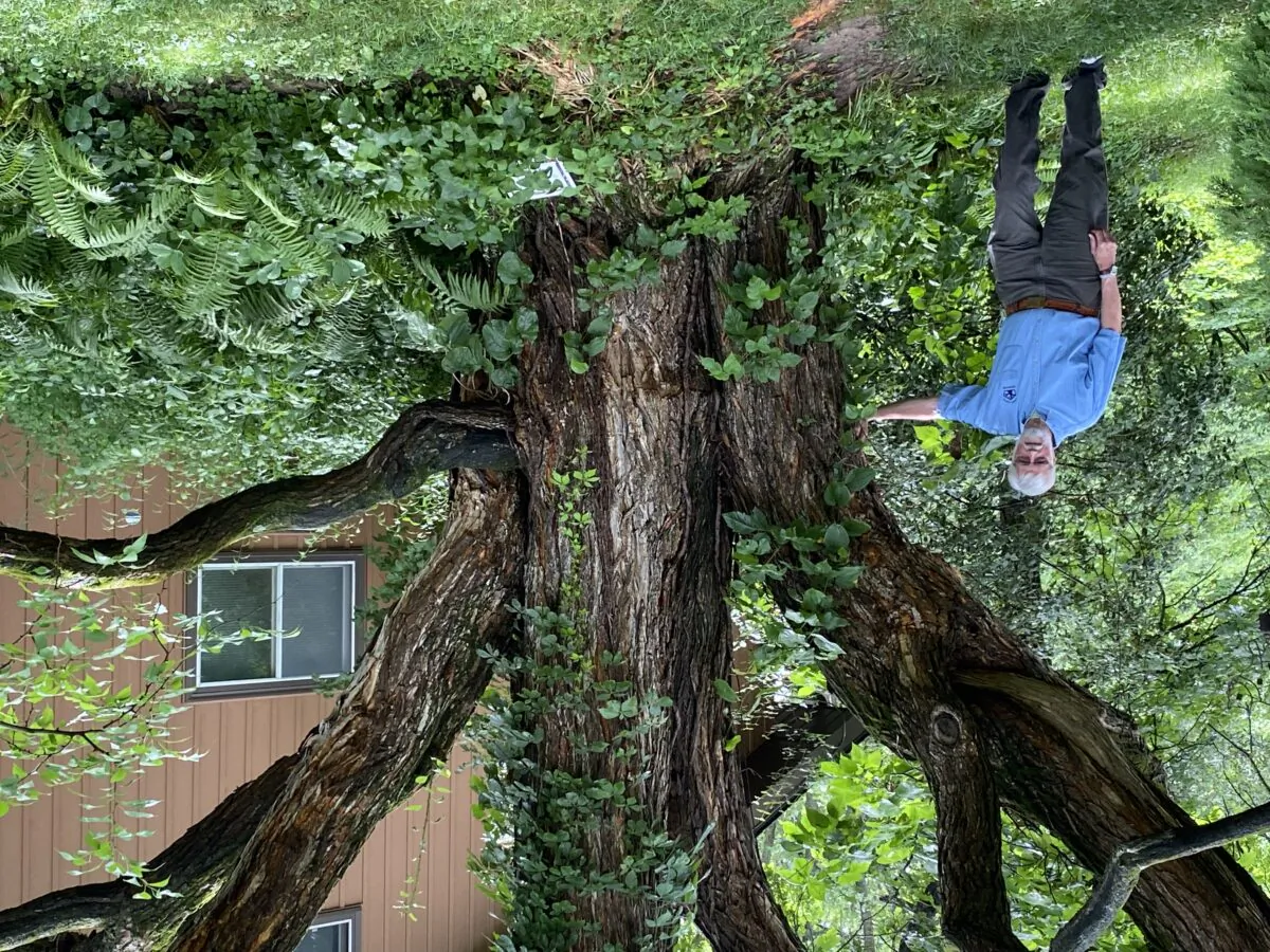 Choosing old, new trees for your lawn