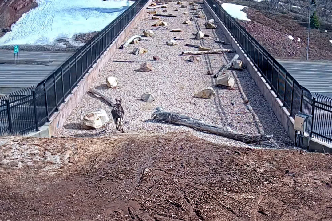 Footage Shows Animals Using Wildlife Bridge to Cross Dangerous ...