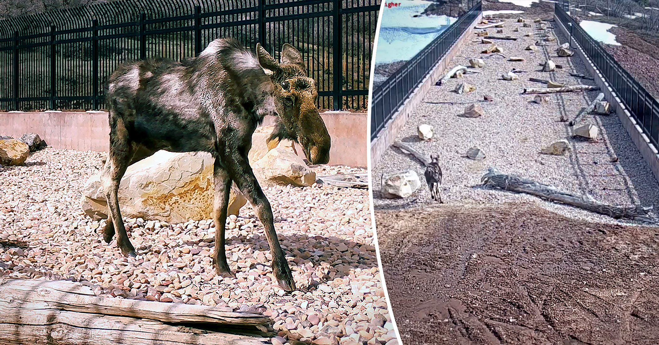 Footage Shows Animals Using Wildlife Bridge to Cross Dangerous ...