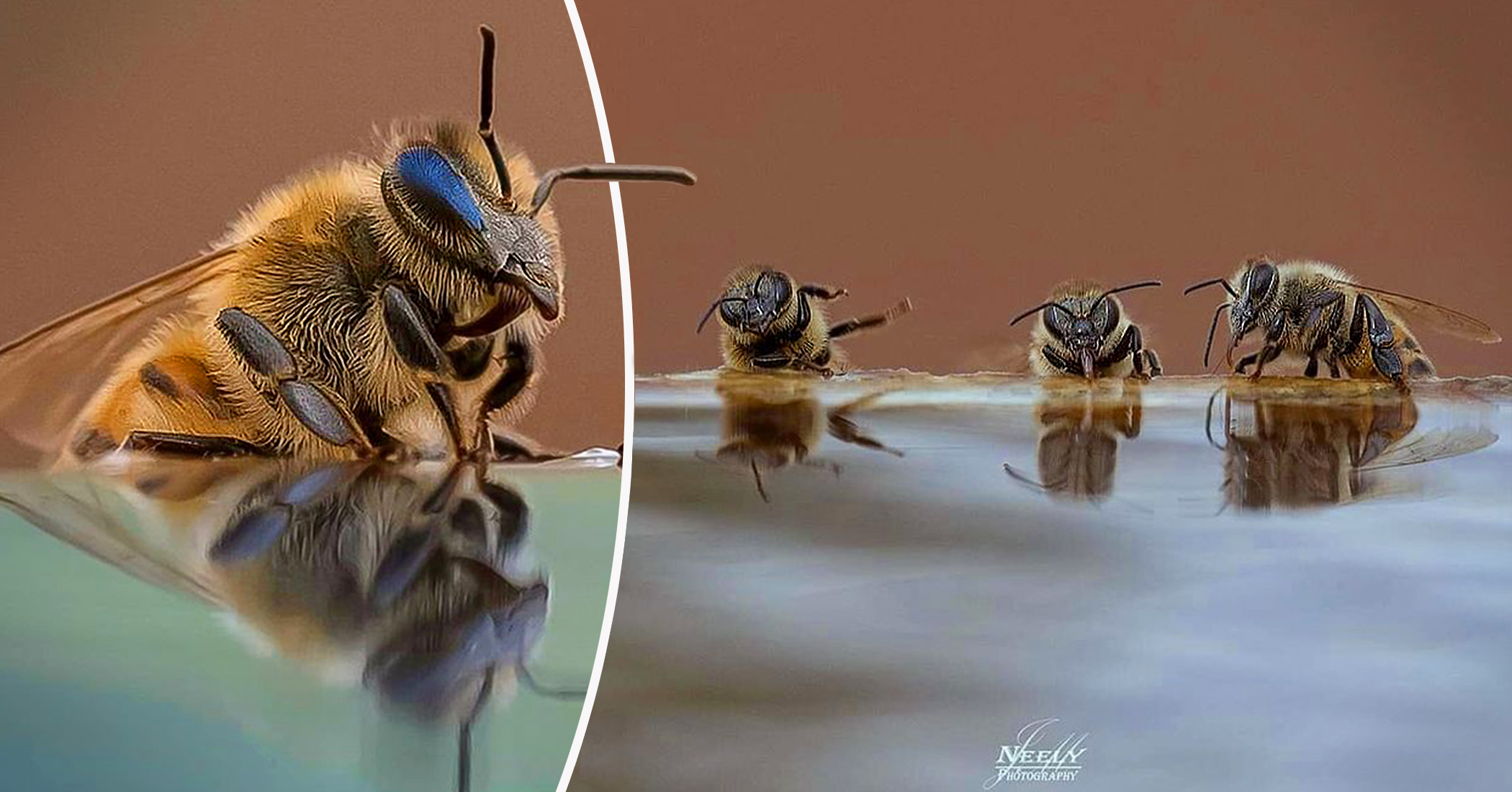 Hilarious Photo Shows 3 Bees Drinking, ‘Telling Jokes,’ ‘Falling out of ...