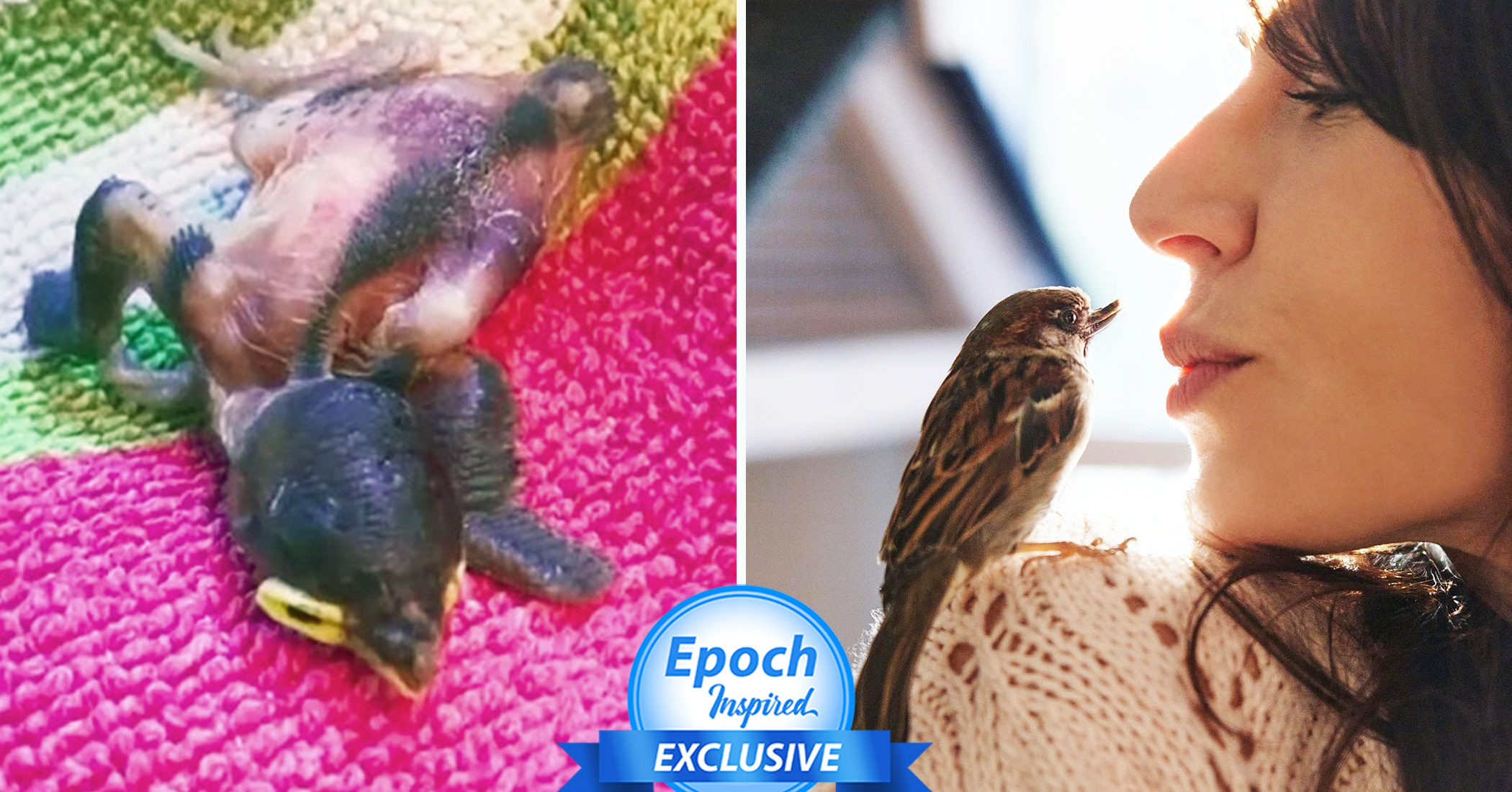 Woman Finds Injured Baby Sparrow on Street, Raises Him as Her Own ...