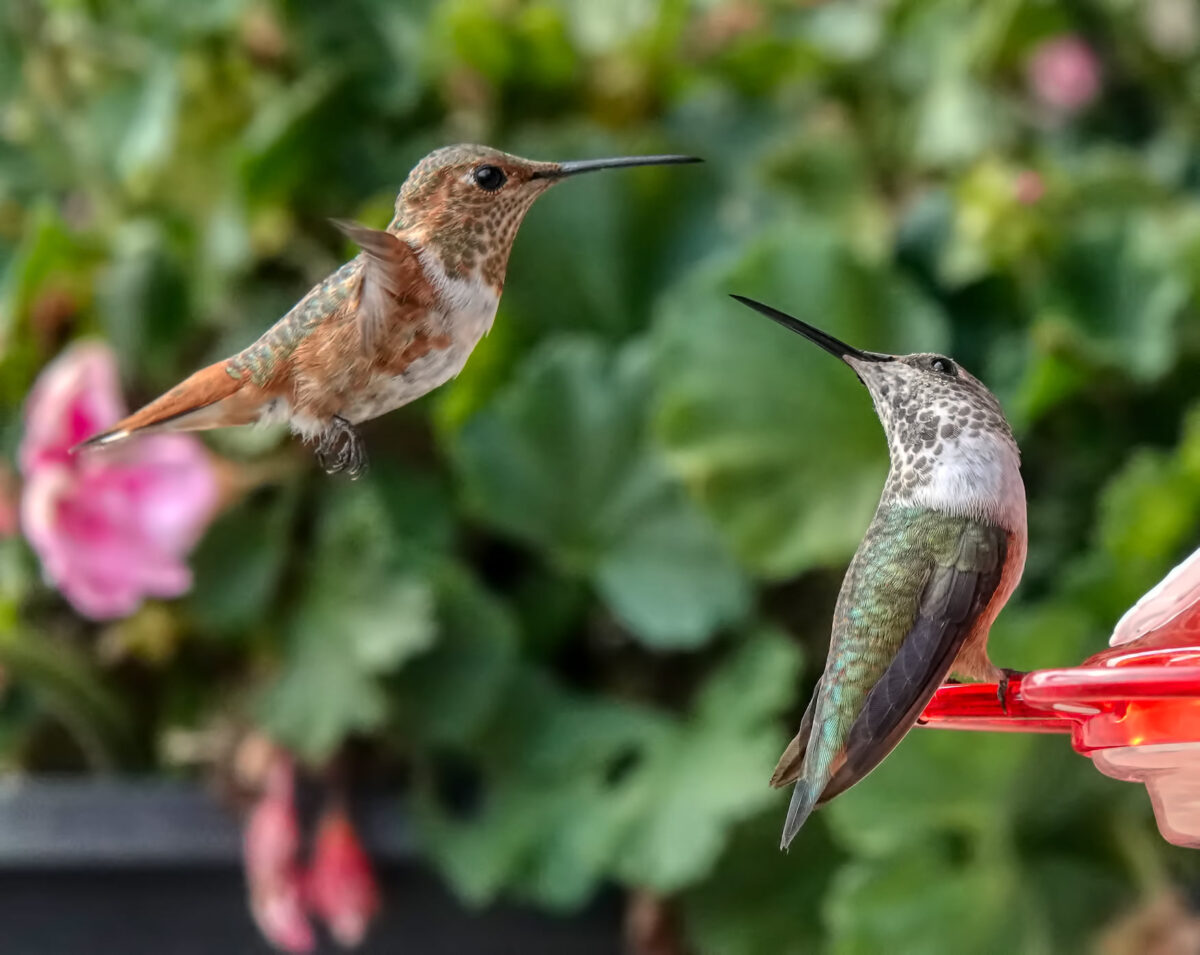 Ultra-Rare Photoshoot Shows Dueling Hummingbird Grabbing Another Bird’s ...