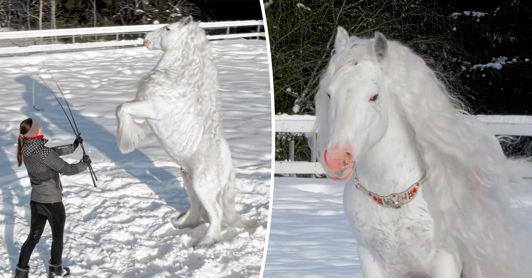 Meet Titanium, the Handsome Silver-Haired Stallion Who Has Become a ...