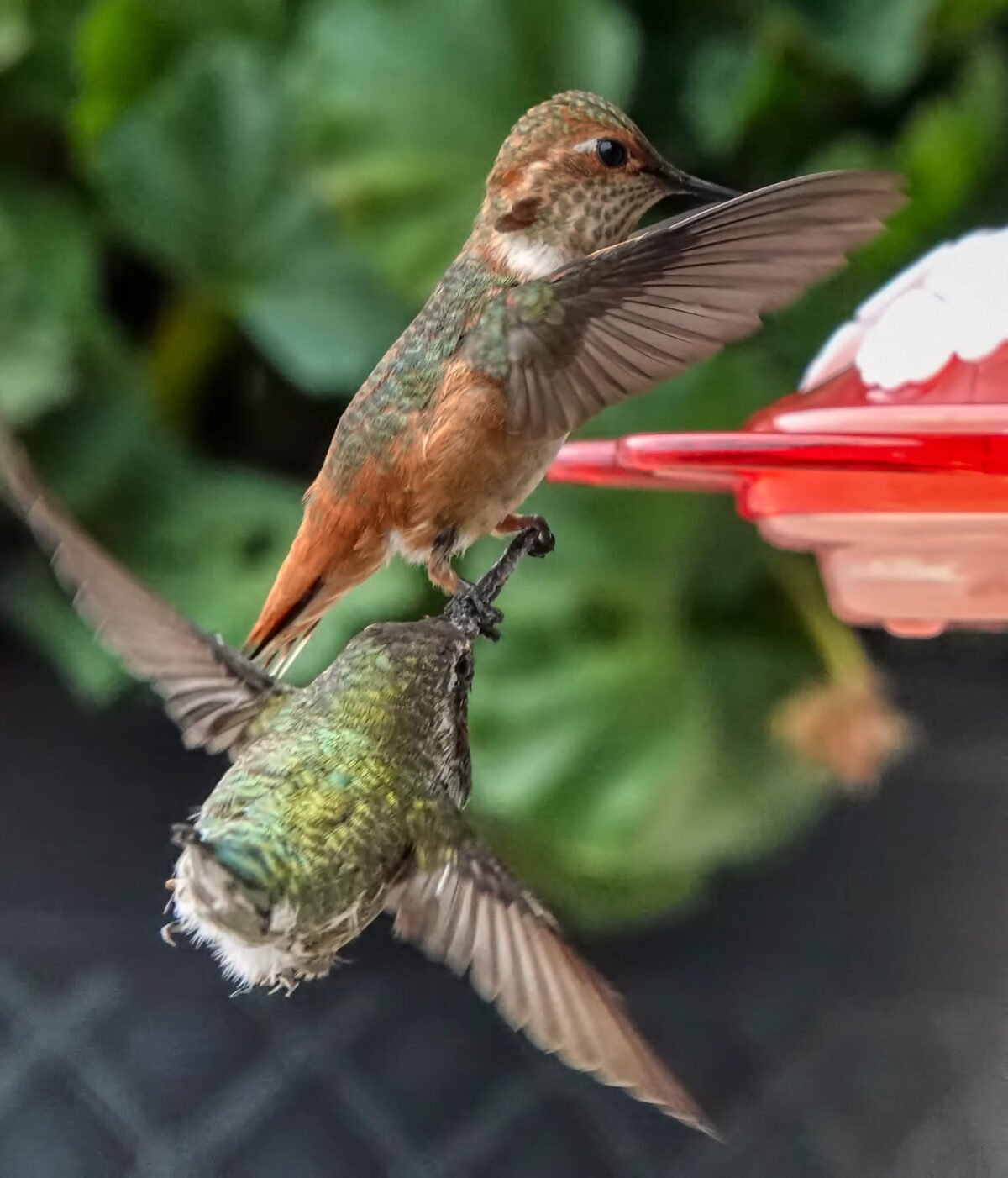 Ultra-Rare Photoshoot Shows Dueling Hummingbird Grabbing Another Bird’s ...