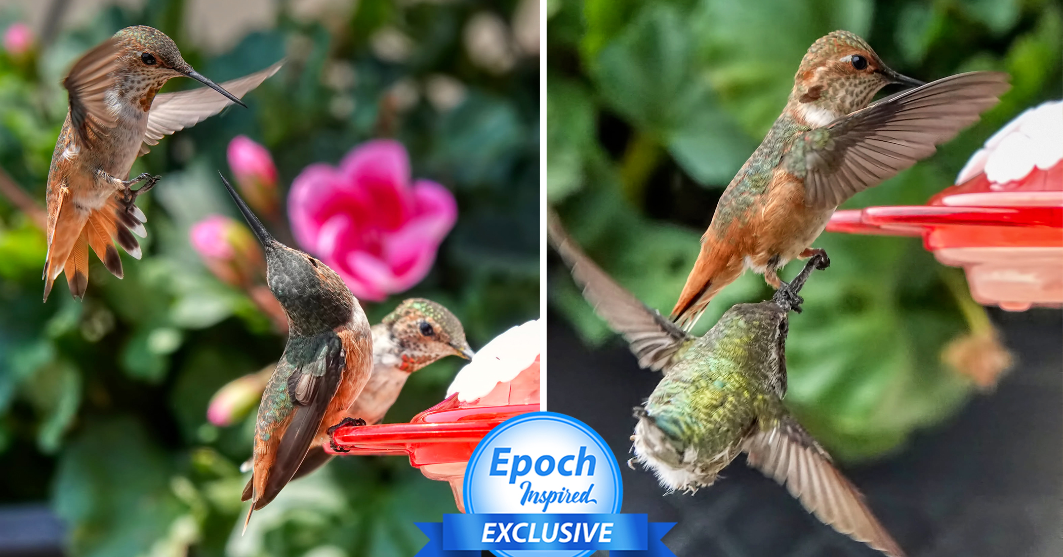 Ultra-Rare Photoshoot Shows Dueling Hummingbird Grabbing Another Bird’s ...