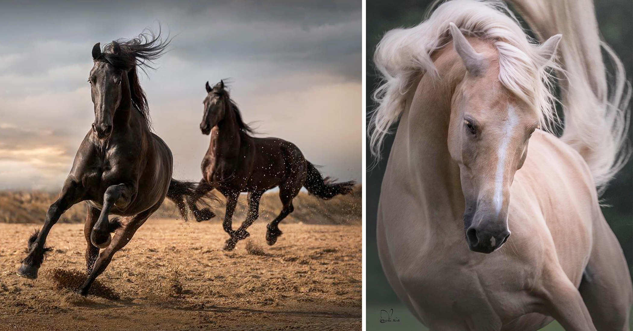 Photographer Captures the Awesome Power of Draft Horses in Her Dramatic ...
