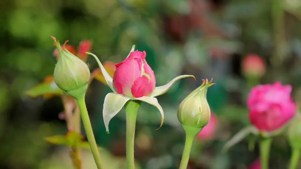 Missing Flowers? Inspect for Insects.