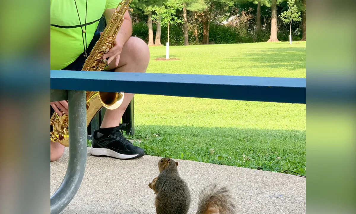 Video: Squirrel Enjoys Listening to a Professor of Music Practice His ...
