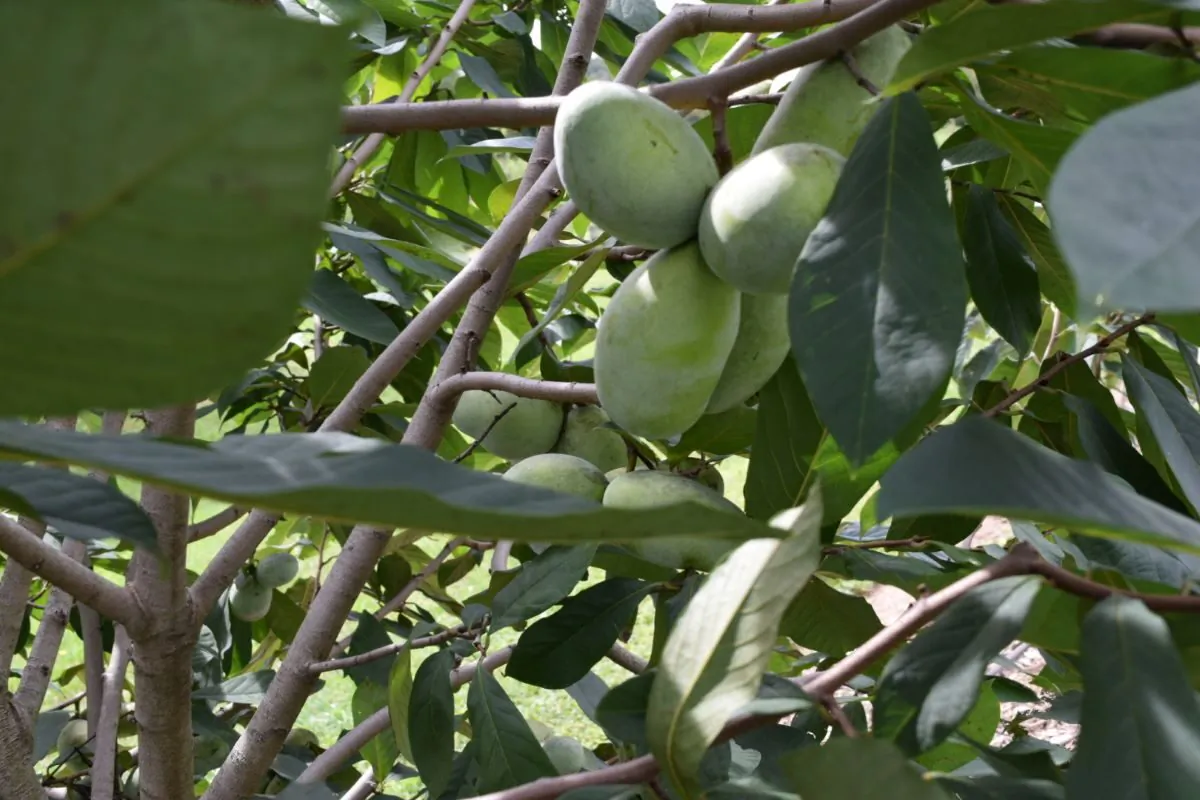 Short and Sweet: Pawpaw Season is Ripe Now