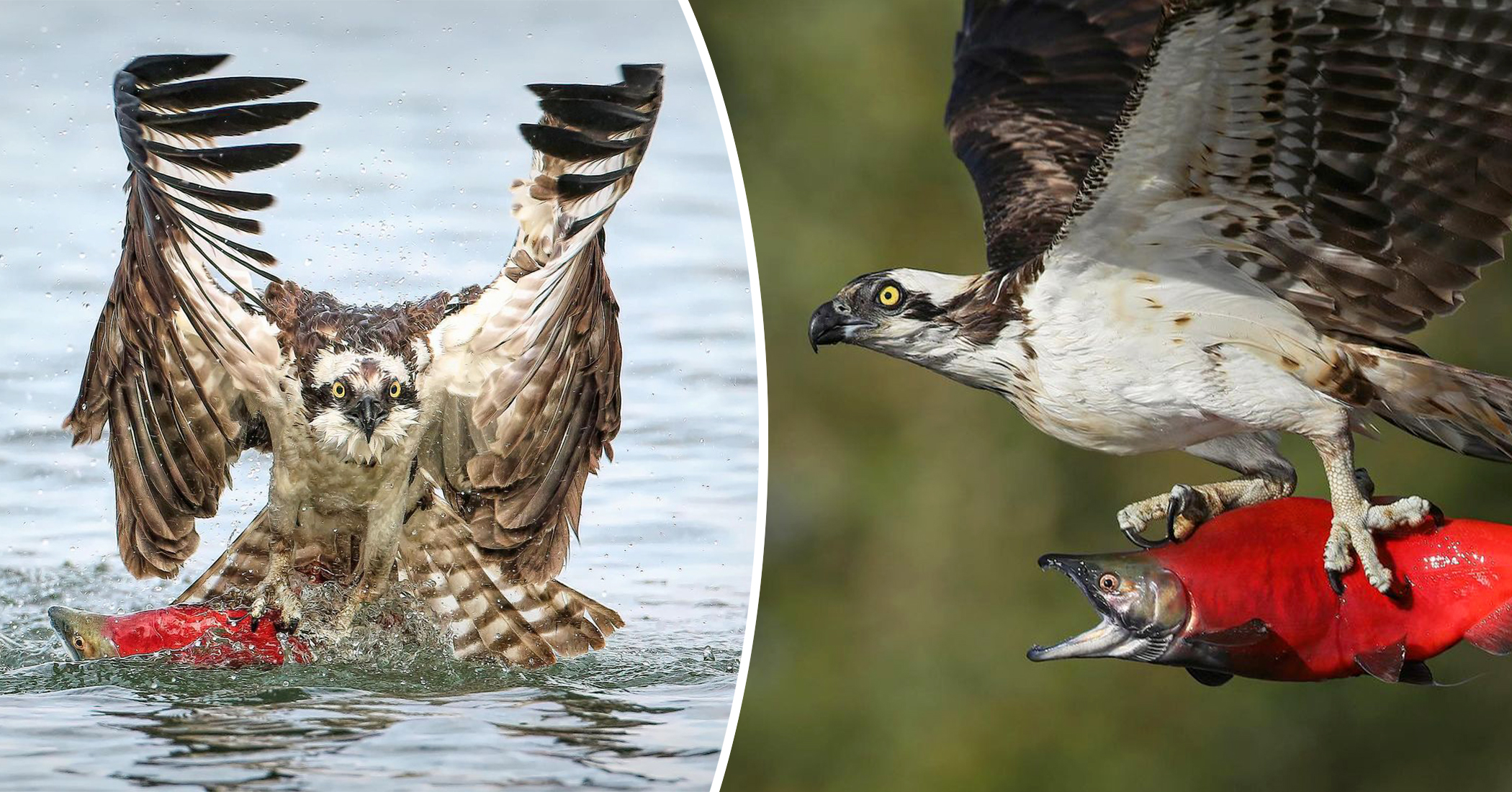 Stunning Photos Show Osprey Snatching Red Salmon out of Lake, Lifting ...