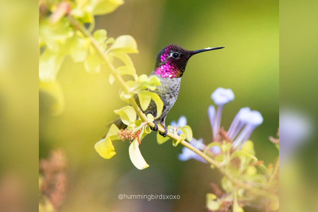 Woman From California Captures Breathtaking Photos of Hummingbirds From ...
