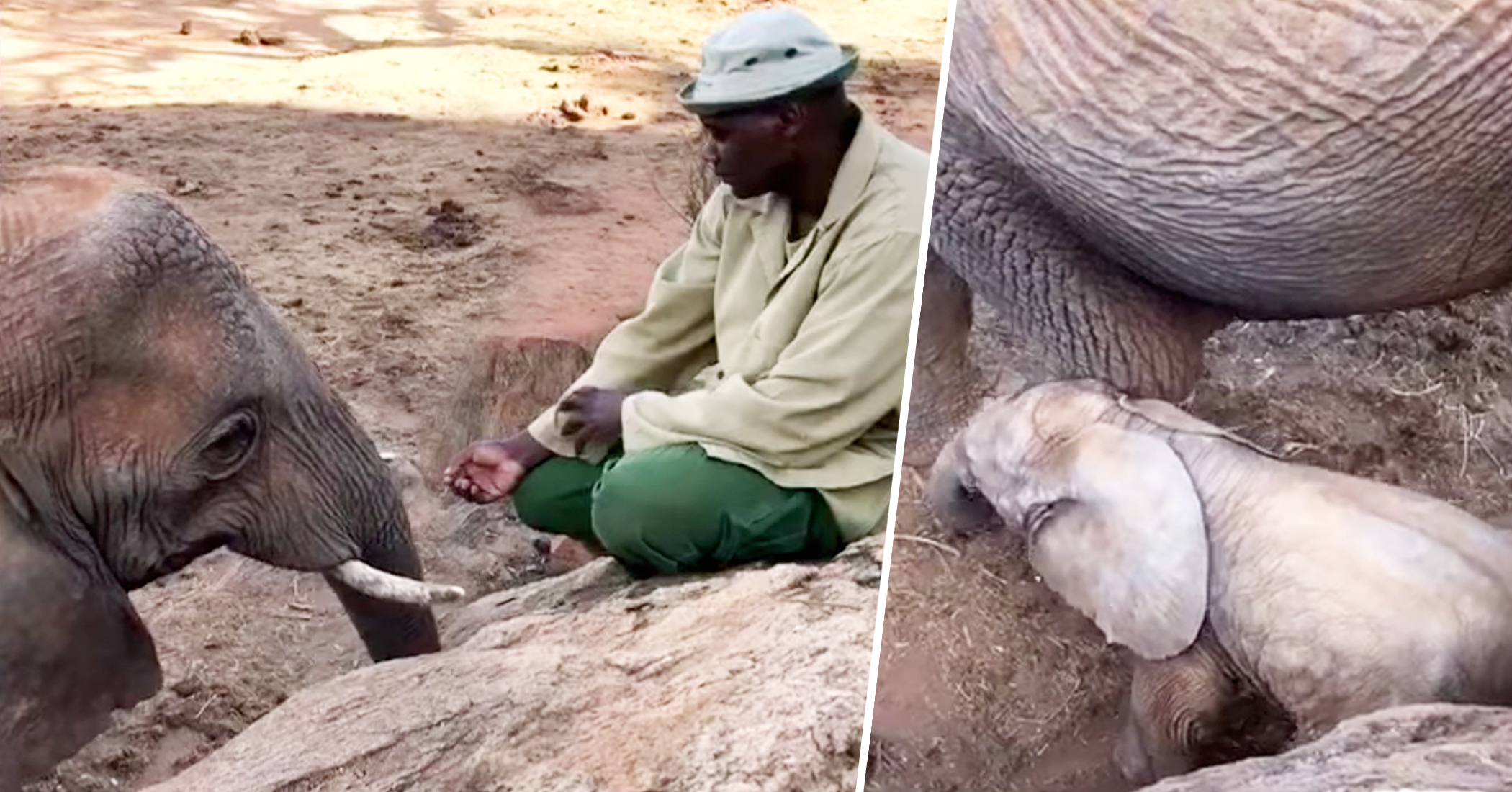 Elephant Mom Brings Her Baby to Visit Man Who Raised Her 10 Years After ...