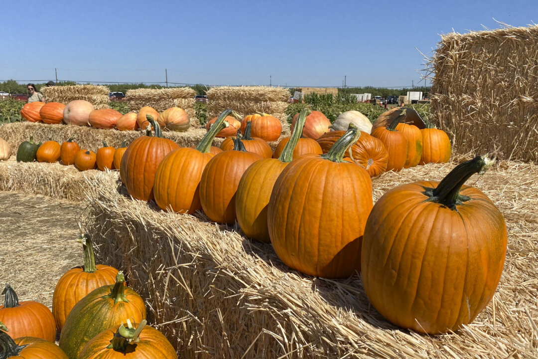 Best 2024 Pumpkin Patches in Orange County and San Diego | The Epoch Times