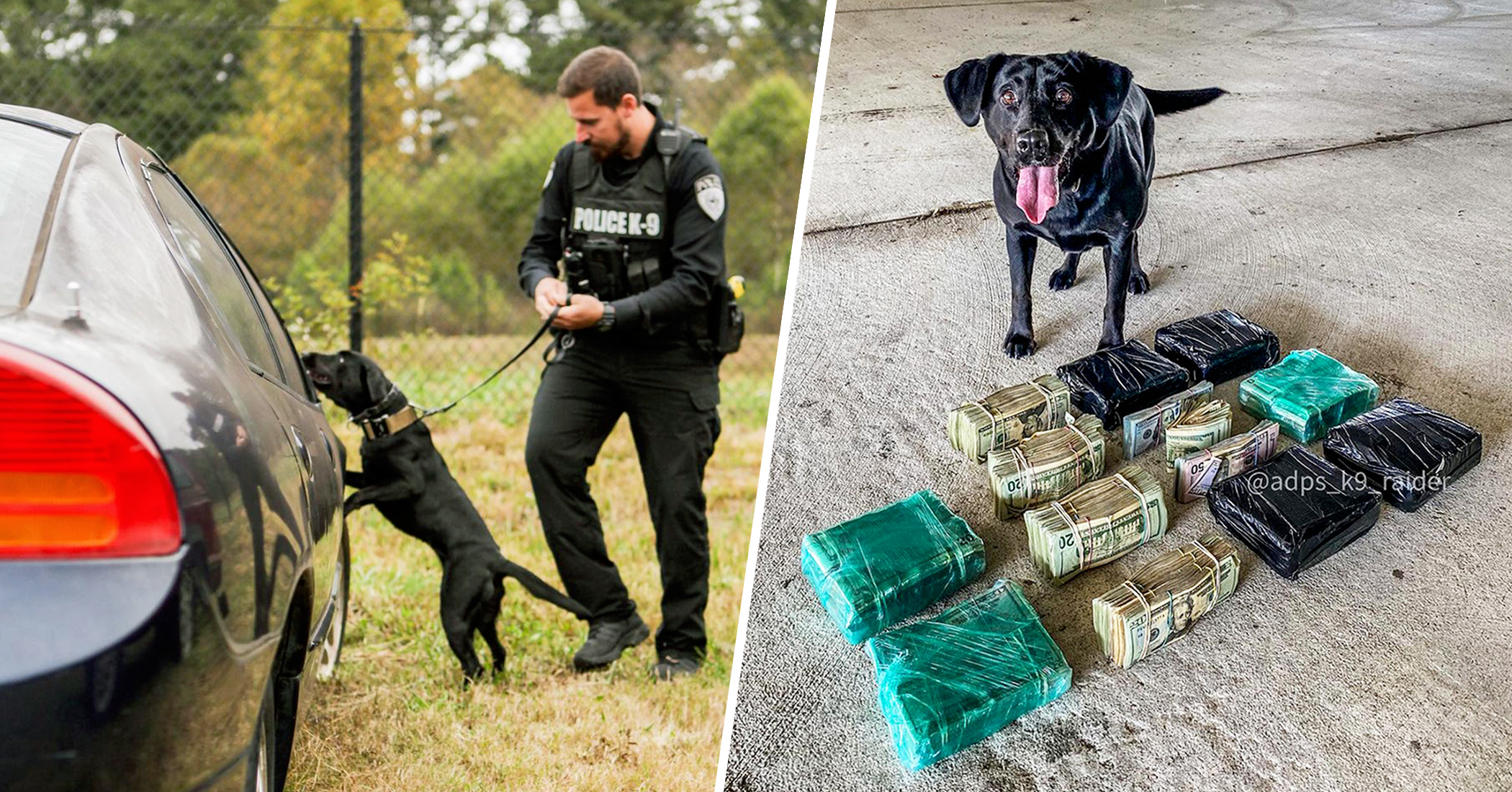 Adorable Black Lab K9 Officer With Amazing Nose Goes Viral After ...
