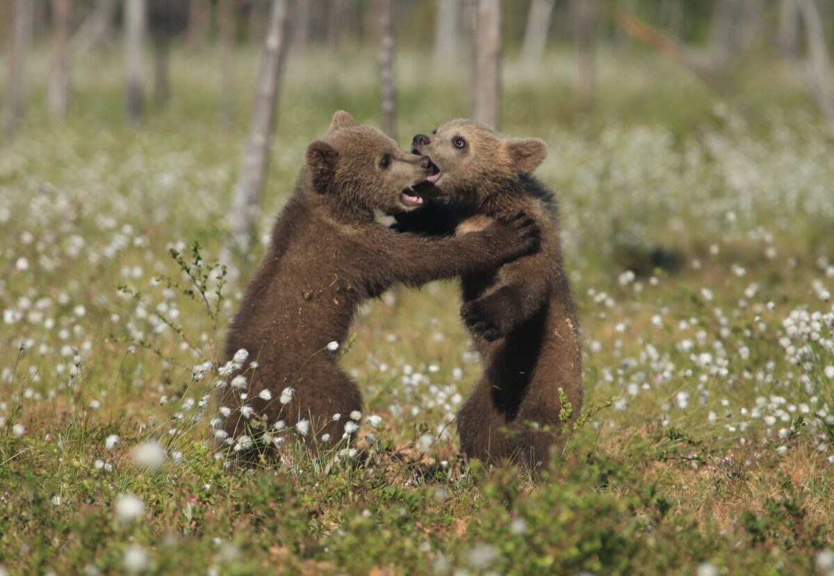 Photographer Snaps Bear Cubs Playing and Hugging as if From a Fairytale