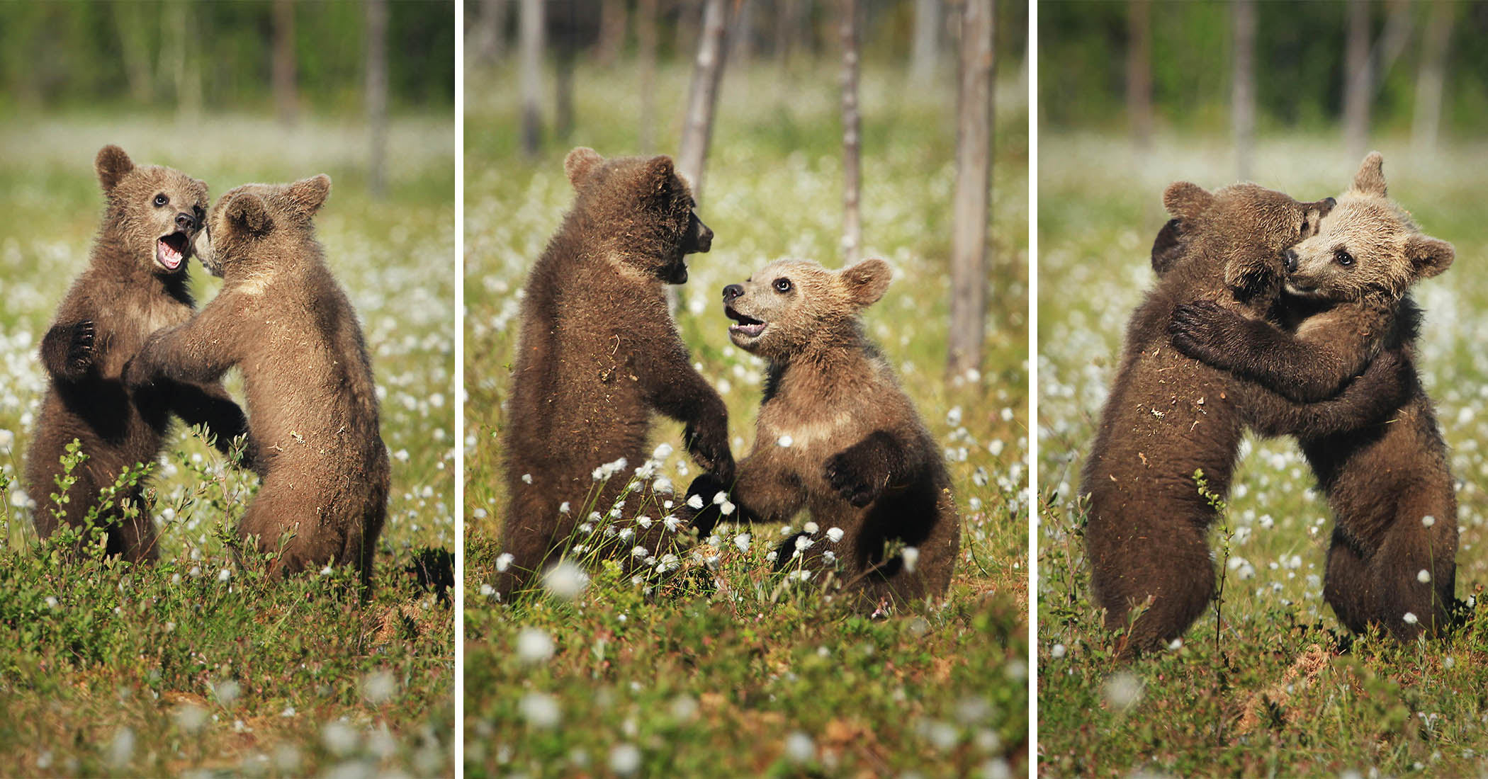 Photographer Snaps Bear Cubs Playing and Hugging as if From a Fairytale