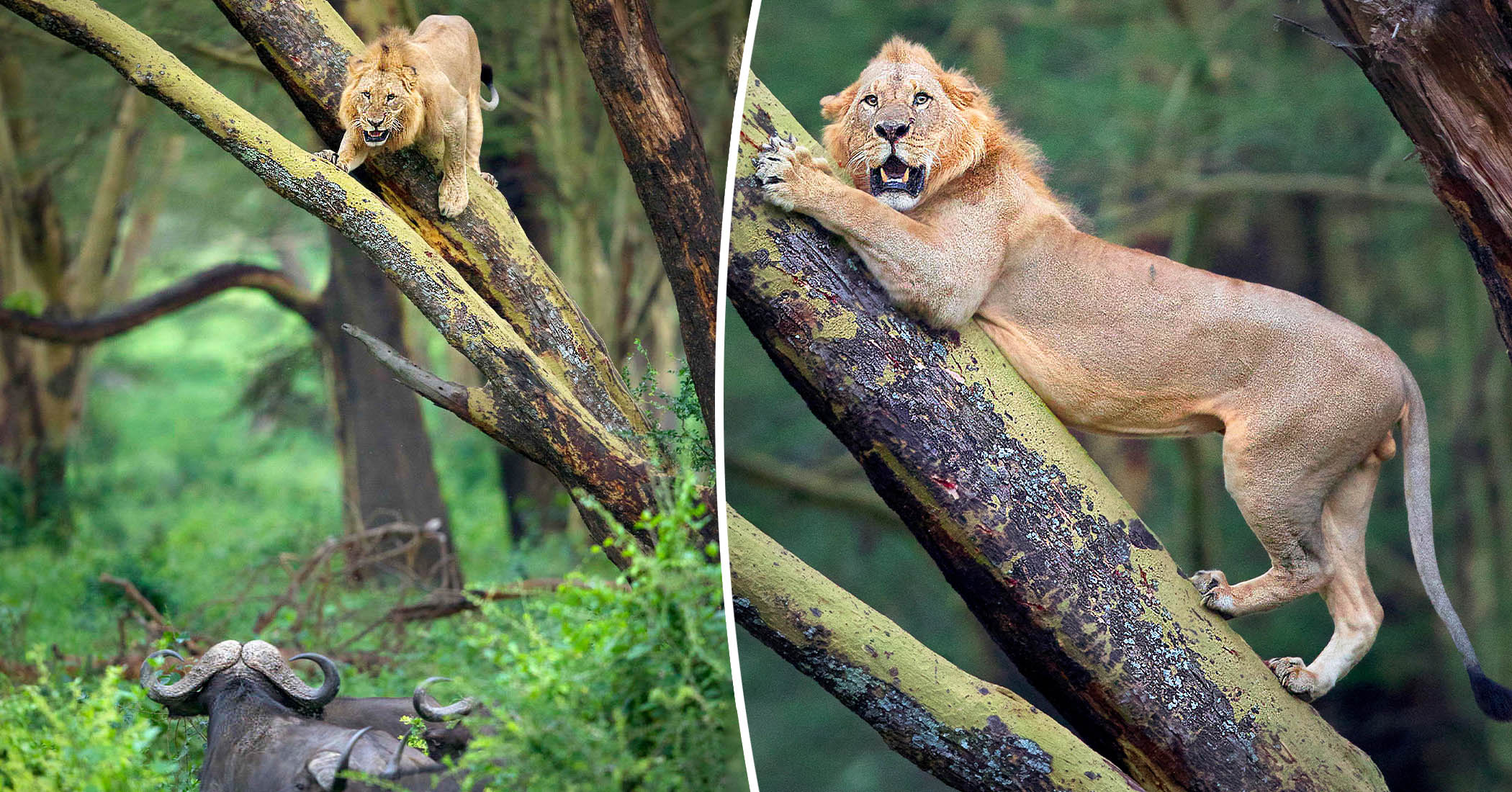 Photographer Captures Terrified Lion Chased Up Tree by Herd of 100 ...
