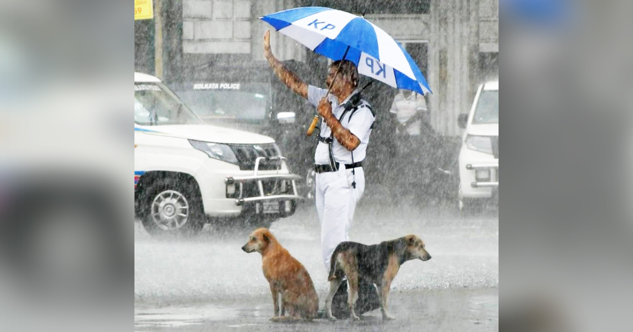 Photo Shows 2 Soaking-Wet Dogs in the Rain, Traffic Officer Sheltering ...