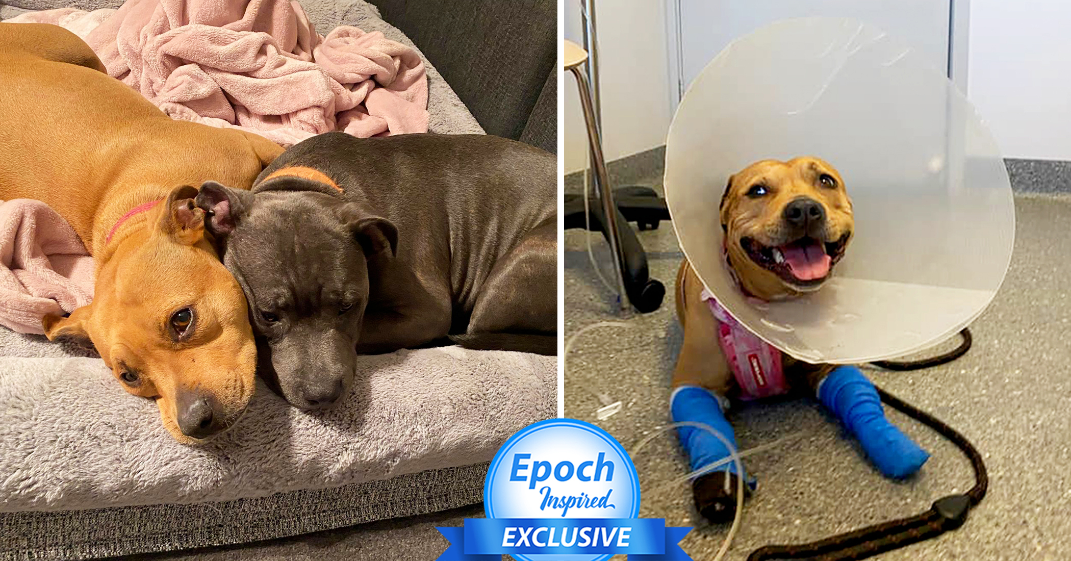 Badly Injured Dog Saves Canine Brother From Snake Attack, Goes Home ...