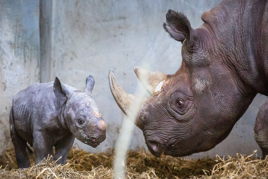 Adorable Photos Show Critically Endangered Baby Eastern Black Rhino ...