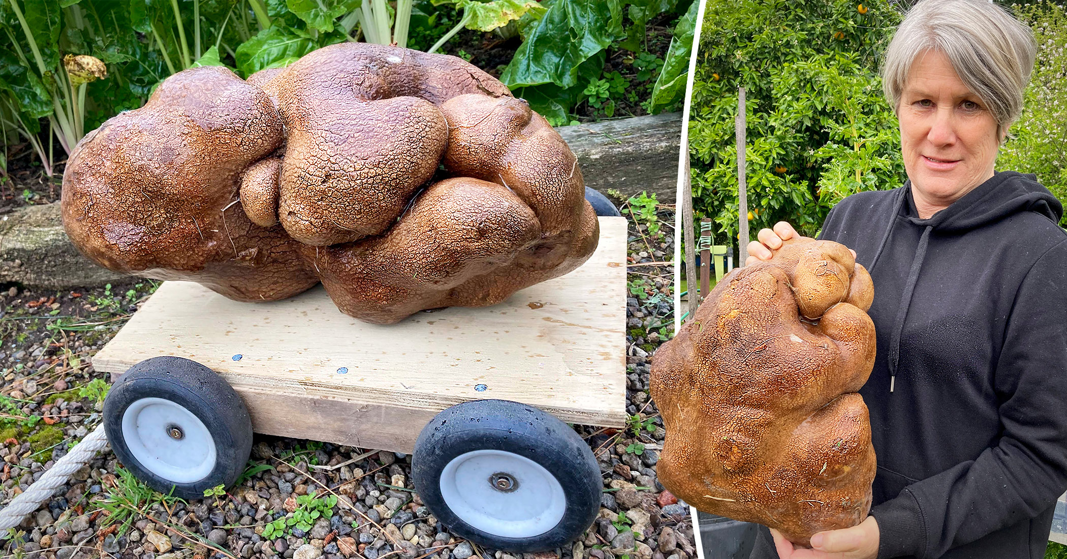 New Zealand Couple Unearth ‘Ugly’ 17-Pound Potato—That Could Be the ...