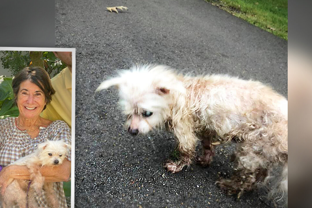 Florida Woman’s Dog Lost in 2014 Found 7 Years Later in Mississippi ...