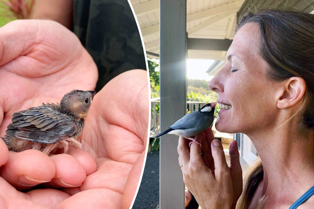 VIDEO: Woman Saved a Baby Java Sparrow Found on the Ground; Now He ...