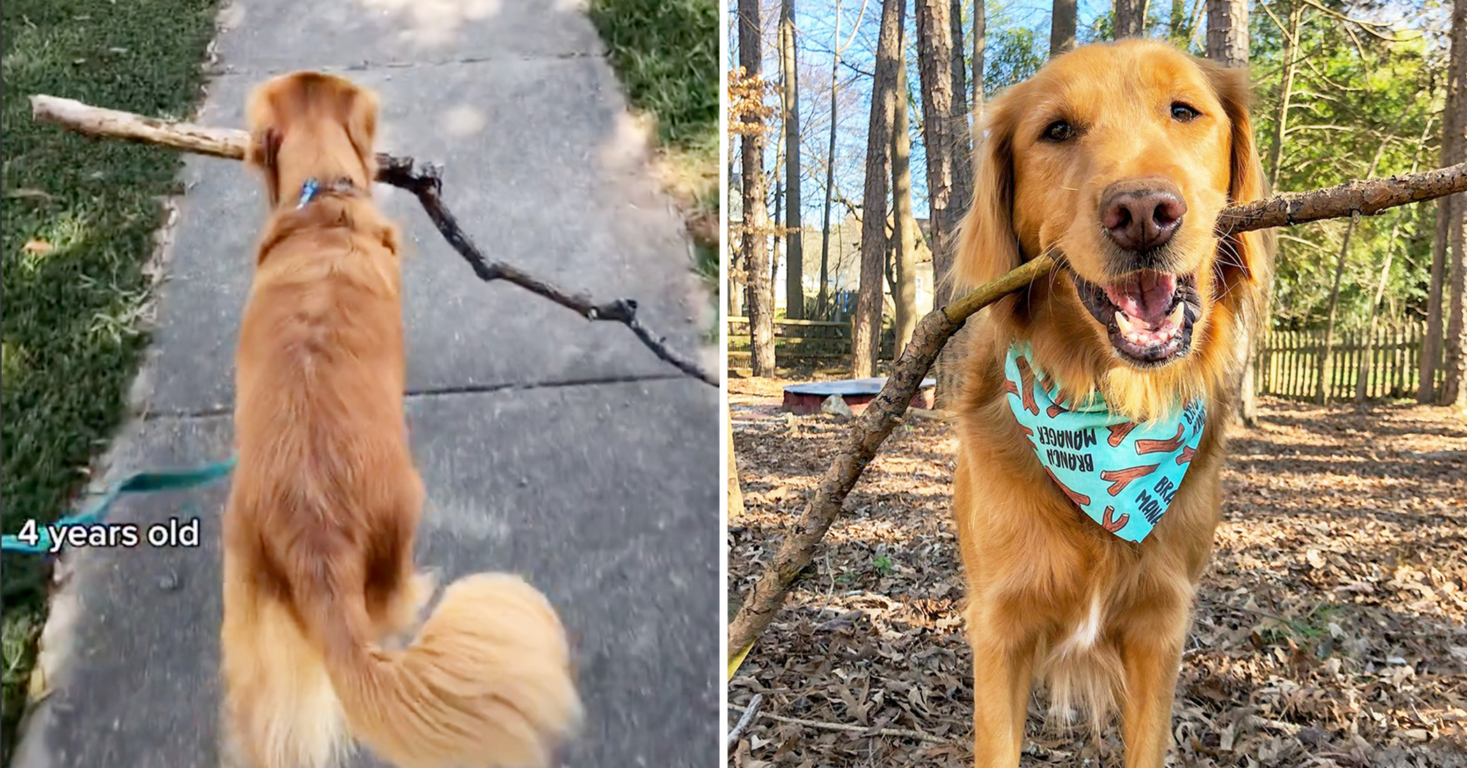 Video: Try Not to Laugh at Dog’s Funny Obsession With Carrying Huge ...