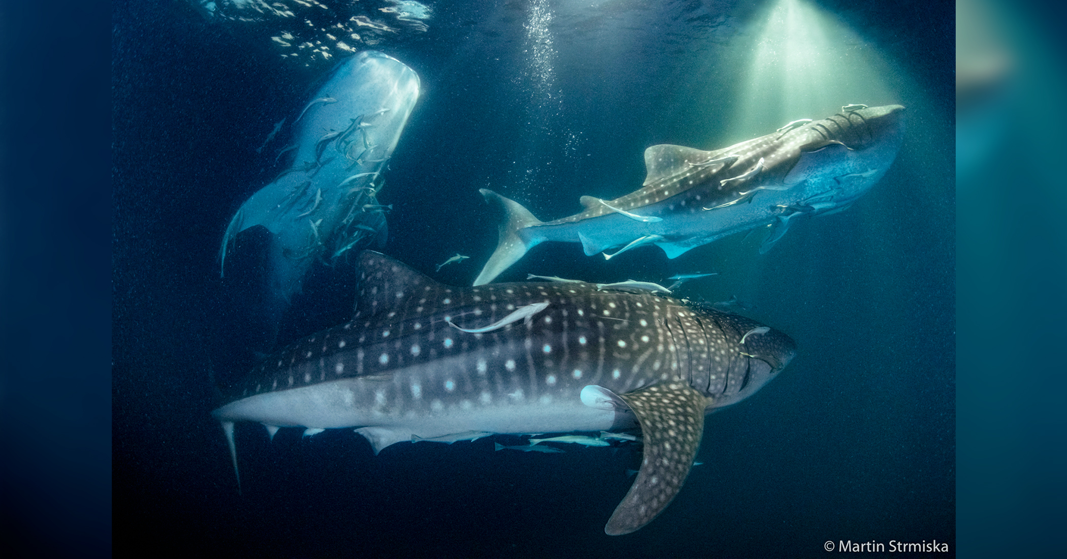 VIDEOS: Diver Captures ‘Insane’ Moment 20 Whale Sharks in Feeding ...