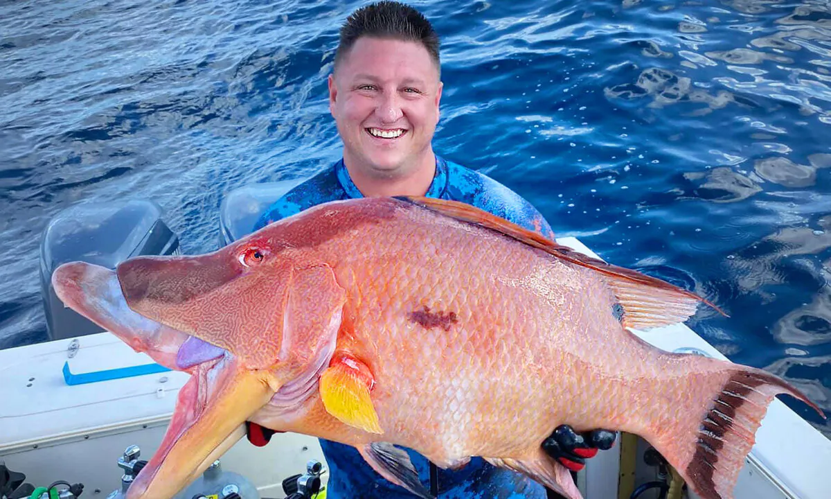 Underwater Spear Fisherman Catches Monster Hogfish in Florida Coral ...