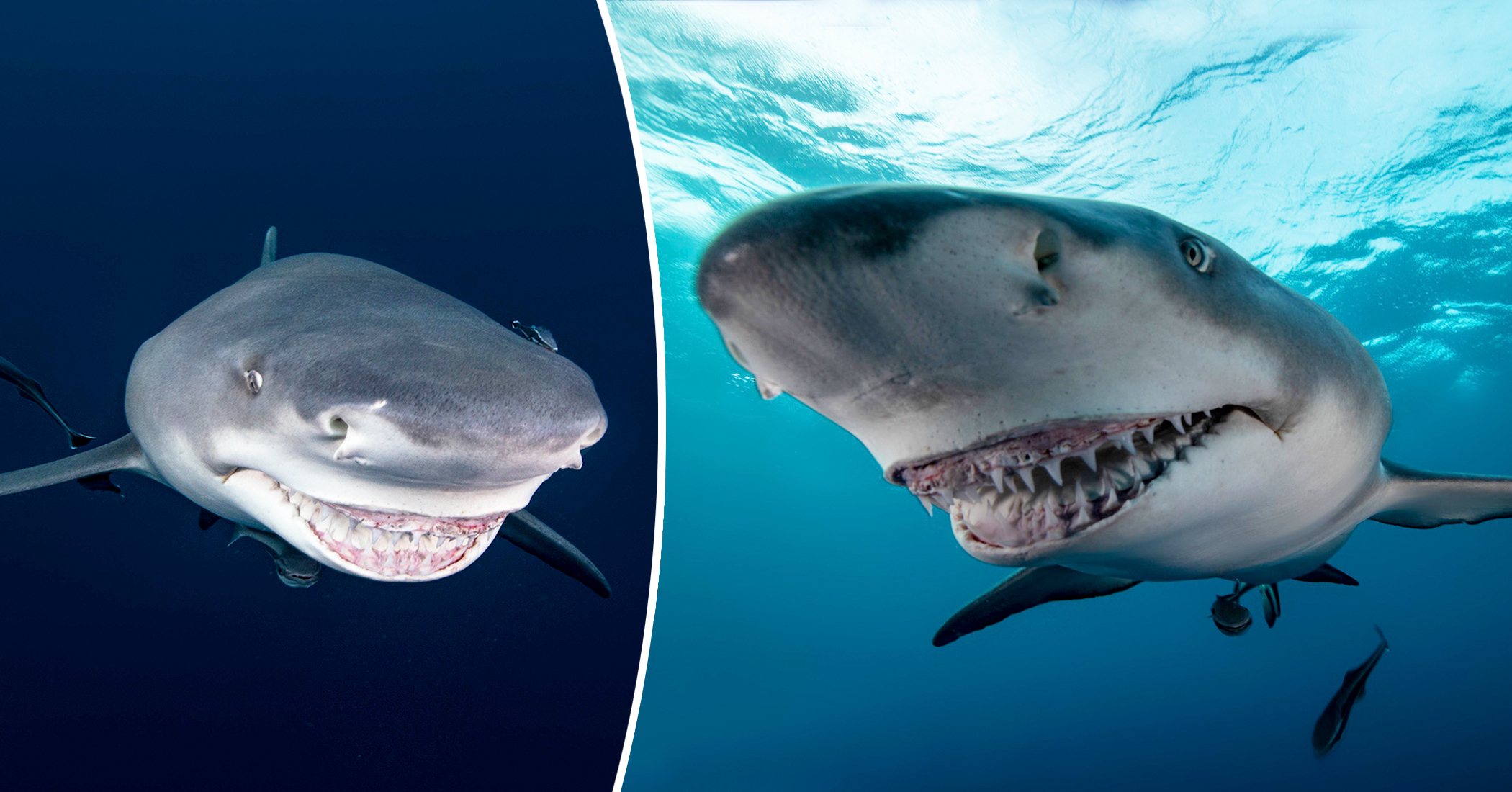 Photographer Captures Incredible Pictures of a Shark That Appears to Be ...