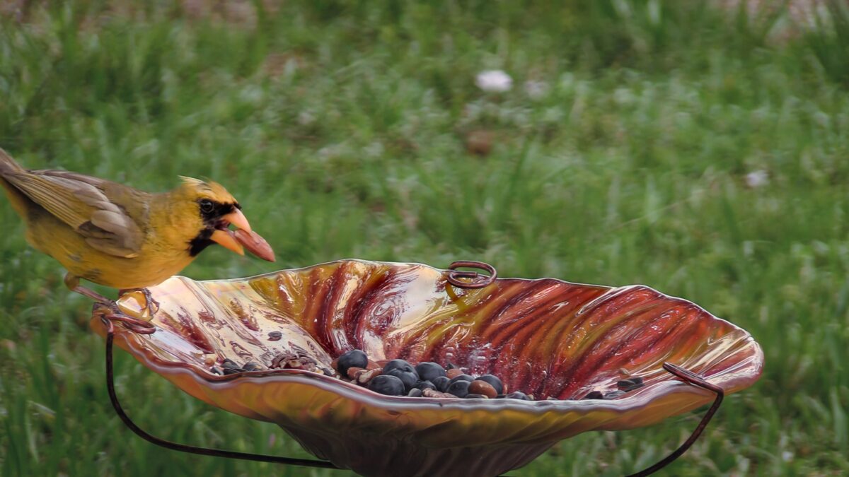 Man Spends 500-plus Hours Filming Extremely Rare Yellow Cardinal Who ...