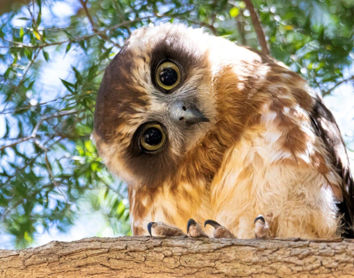 Cute Wide-Eyed Owls Tilting Their Heads for ‘Photoshoot’ Will Put a ...