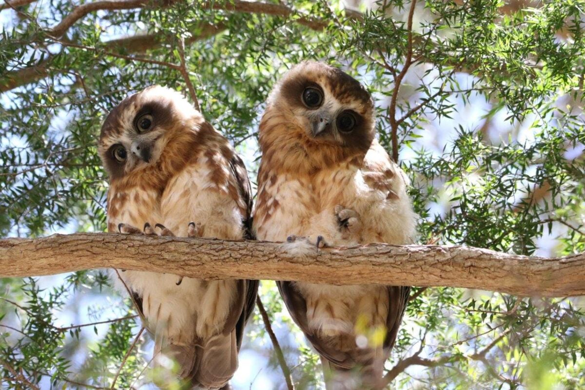 Cute Wide-Eyed Owls Tilting Their Heads for ‘Photoshoot’ Will Put a ...