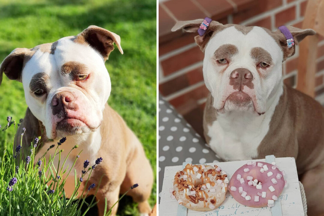 Meet the World’s Saddest Looking Dog to Whom Nothing Seems to Entertain ...