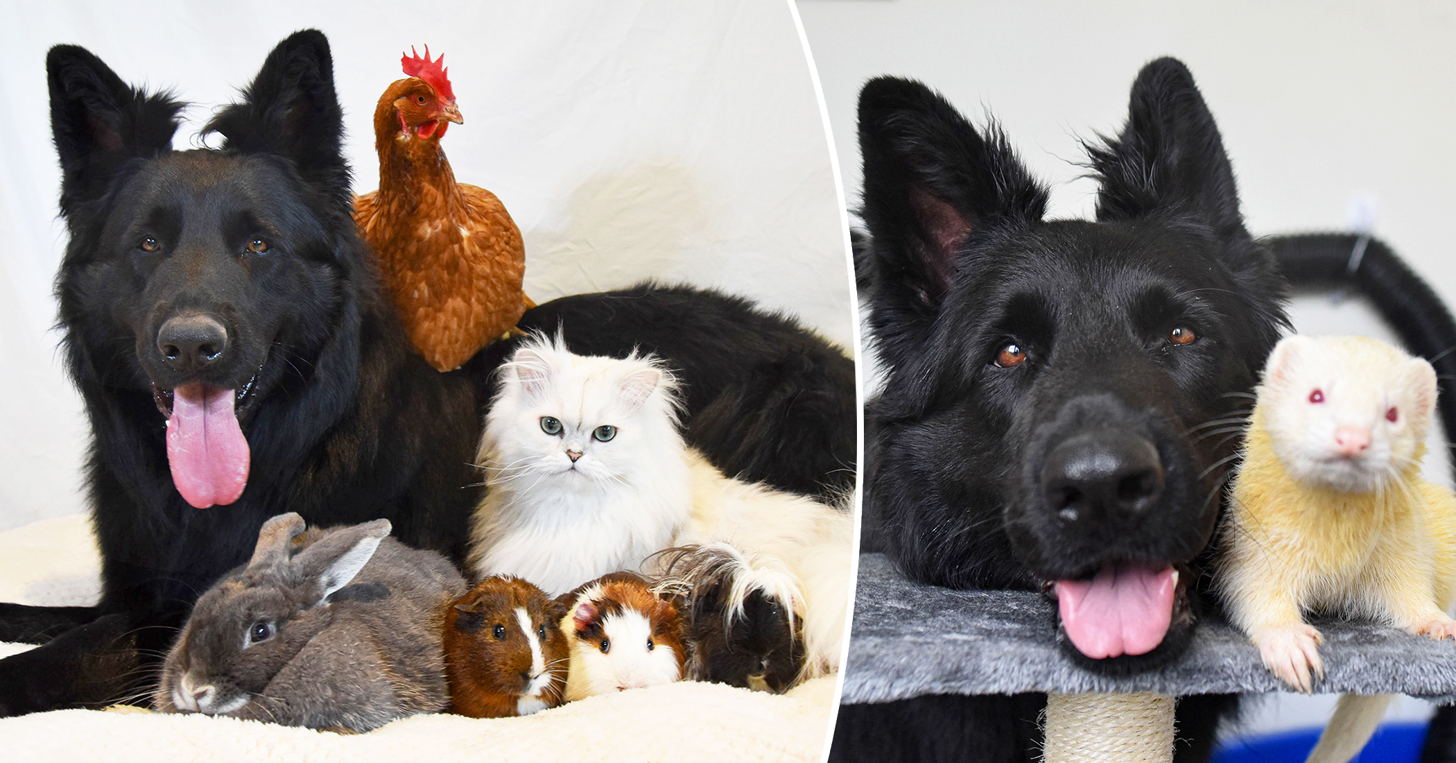 Photos: This Cute German Shepherd Is Best Friends With Dozens of ...