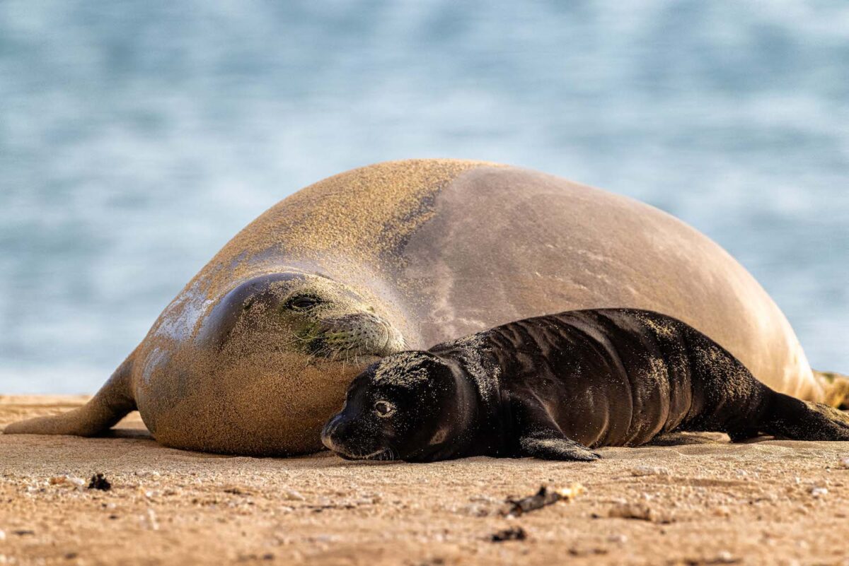 10 Chunky Animals That Are Ready to Kickstart Their ‘Diet’ This Year