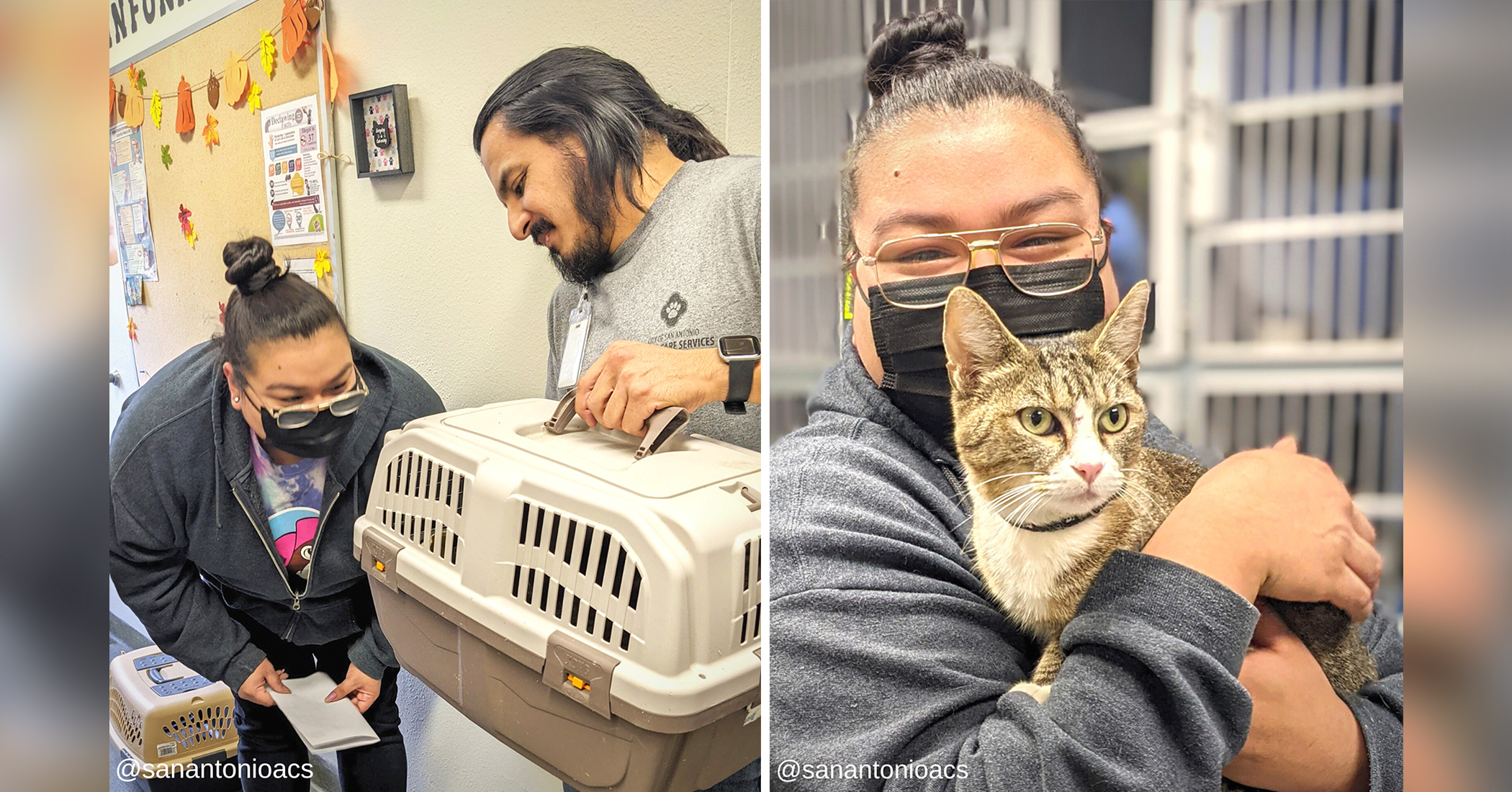 Missing Cat Reunited With Owner After 6 Years Thanks to Relentless ...