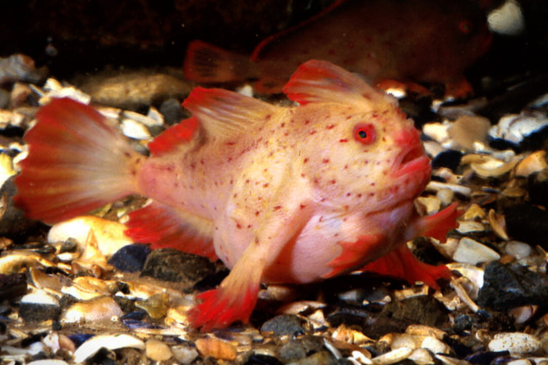 Ocean Researchers Capture Footage of Rare ‘Walking’ Pink Handfish in ...