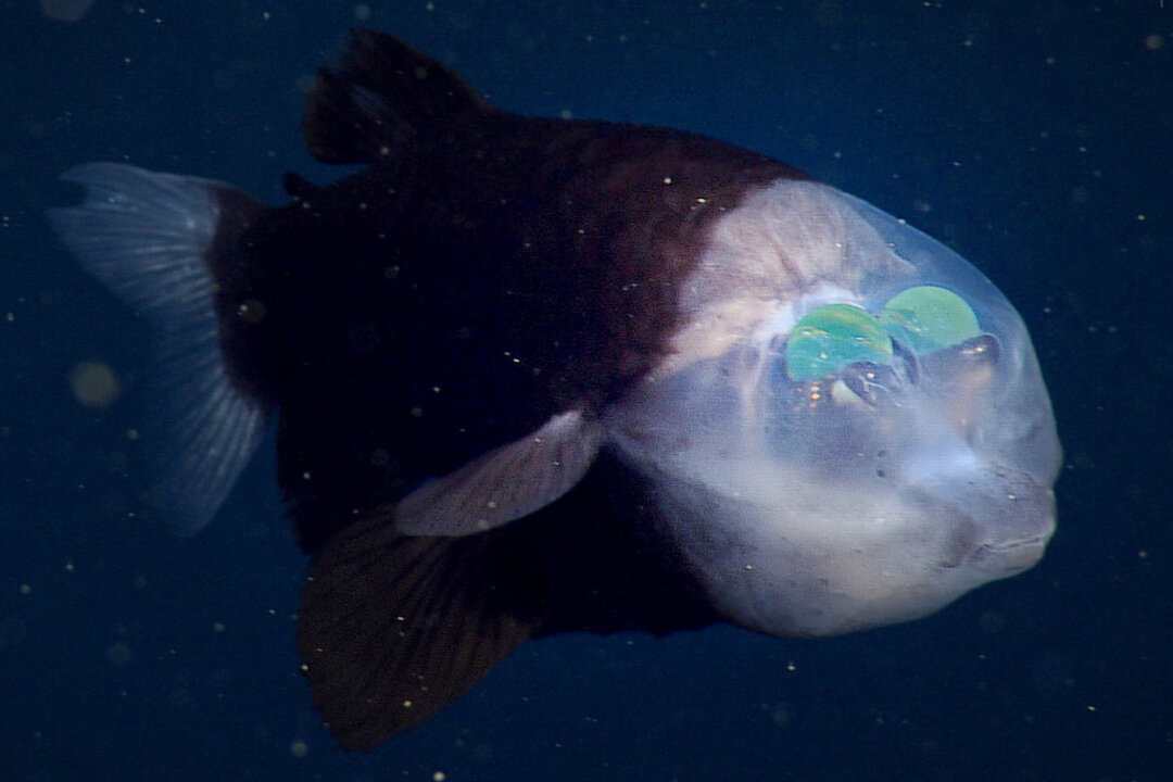 Mysterious Deep-Sea Fish With Glowing Green Eyes Inside Transparent ...