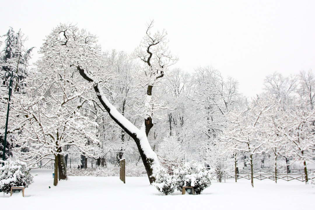Exploding Maple Trees Rock Texas Winter | The Epoch Times