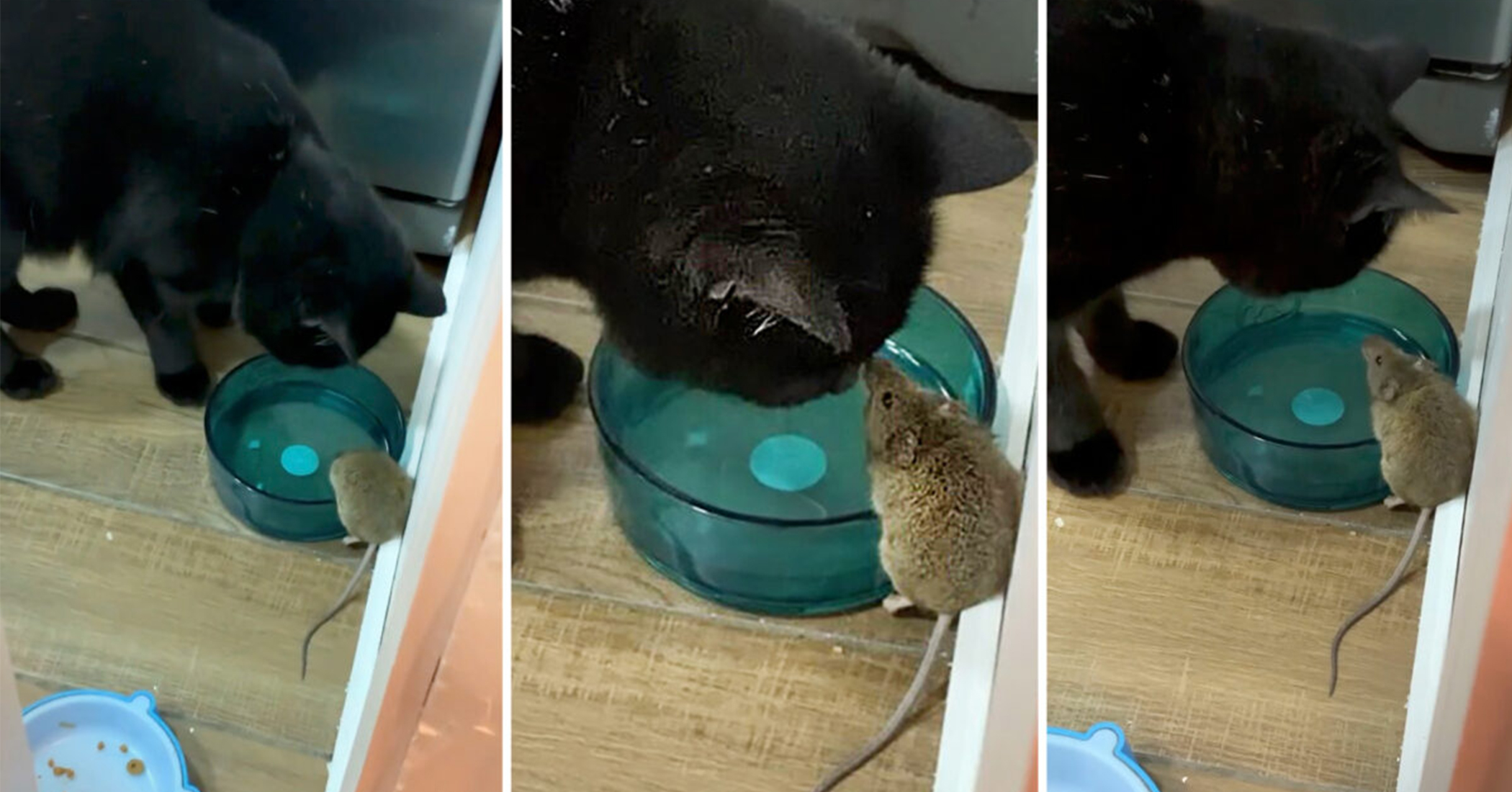 Man Spots His Cat Befriending Mouse in Their House Instead of Catching ...