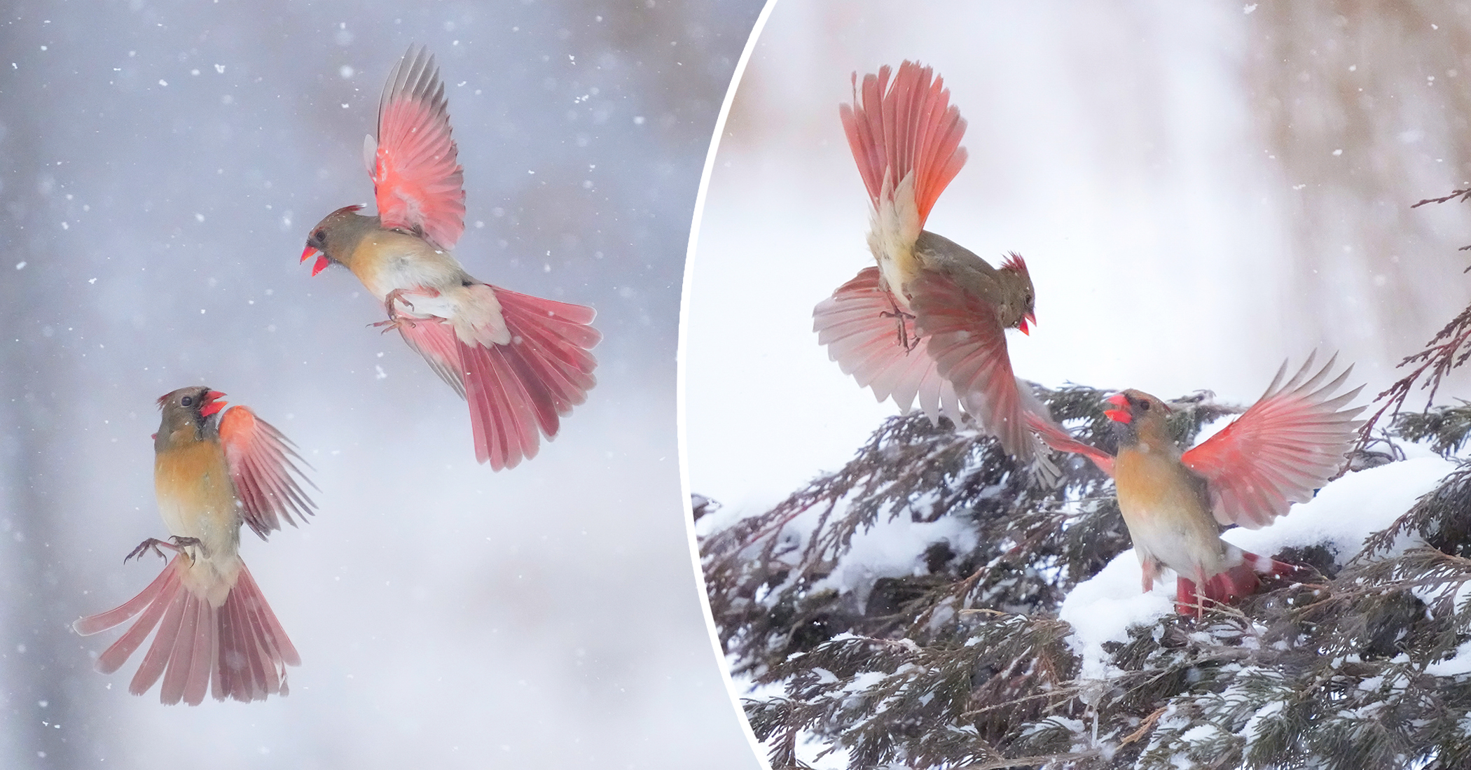 Avian Photographer Snaps Stunning Shots of 2 Female Cardinals Having ...