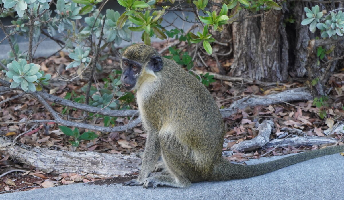 Florida Monkeys Thriving in the Wild for Seven Decades