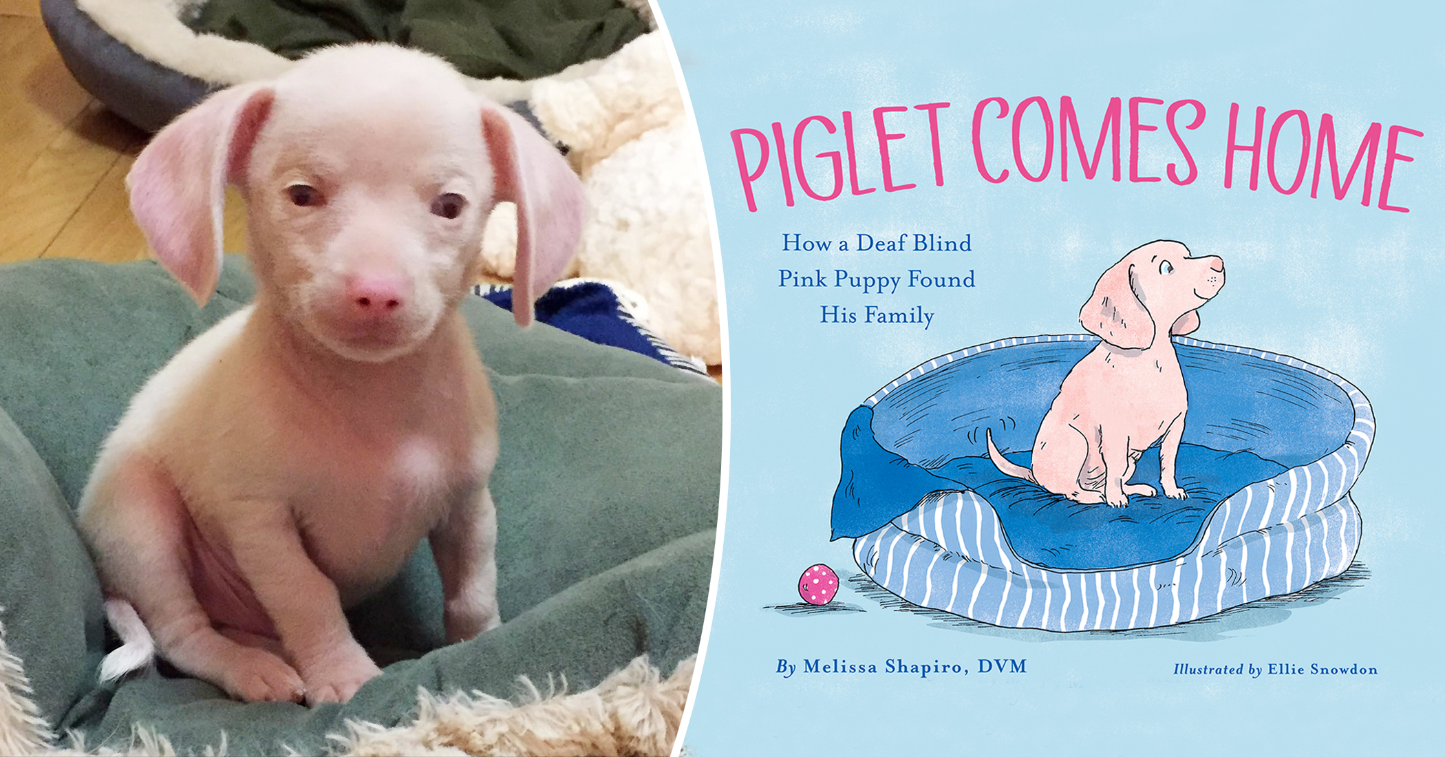 Piglet the ‘Deaf, Blind, Pink Puppy’ Is Inspiring Others With His ...