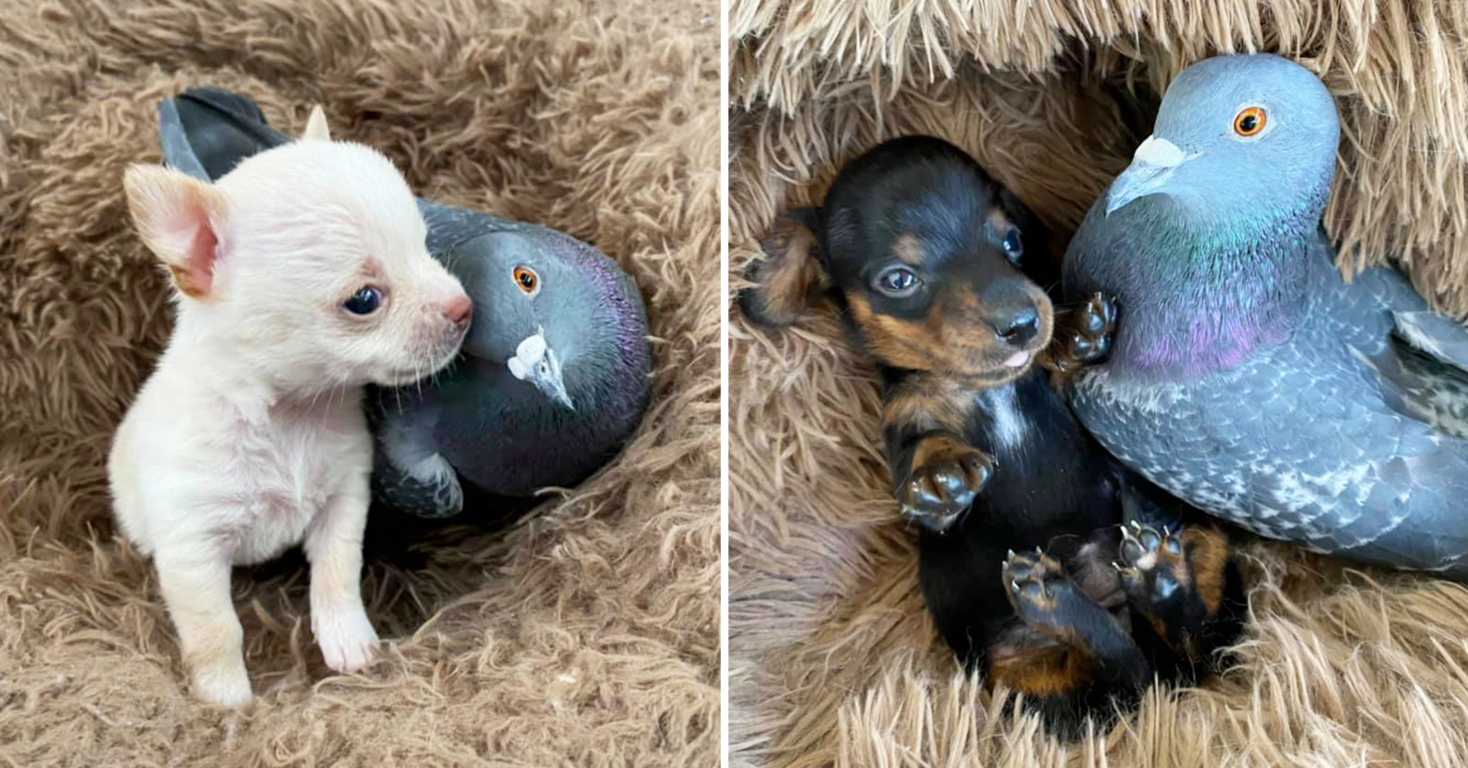 VIDEO: Flightless, Starving Pigeon Rescued From Parking Lot Adorably ...