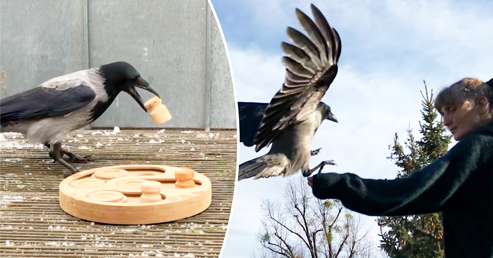 Wild Crow Befriends a Teacher, Visits Her House Every Day for Games and ...