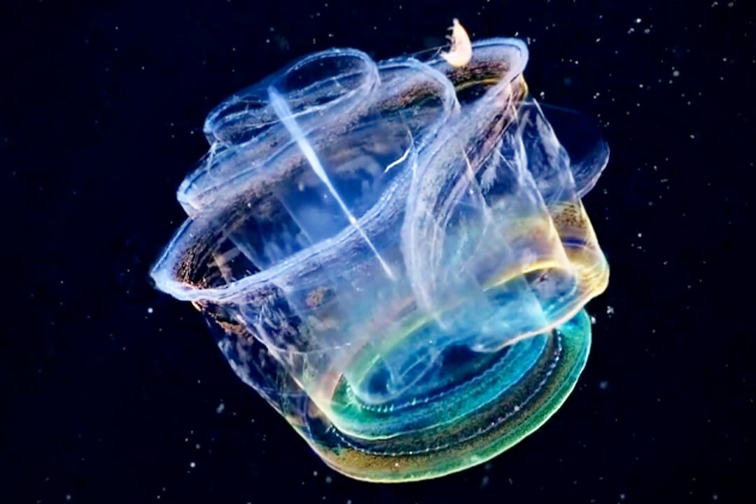 Marine Biologists Capture Footage of Transparent Sea Creature That Can ...