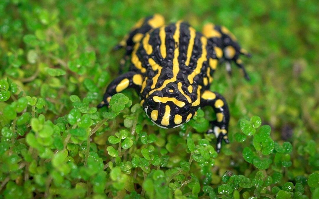 Corroboree Frogs Hop Back Into The Snowy Mountains | The Epoch Times