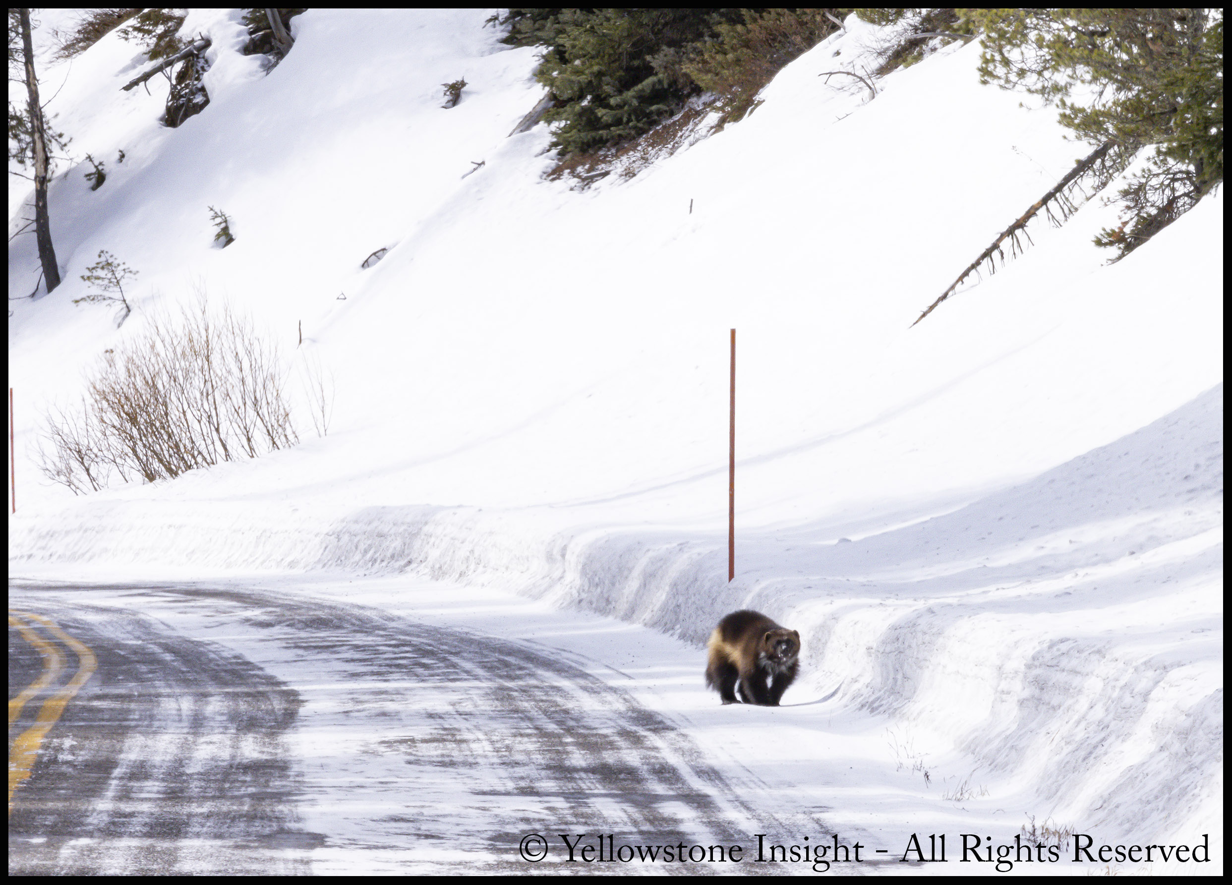 Park Guide Spots Ultra-Rare Yellowstone Wolverine for Once-in-a ...